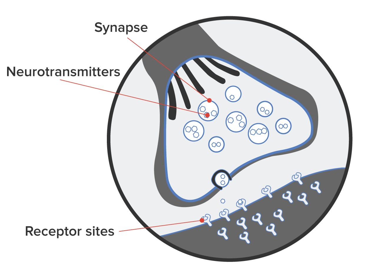 Neural Structures Tutorial | Sophia Learning