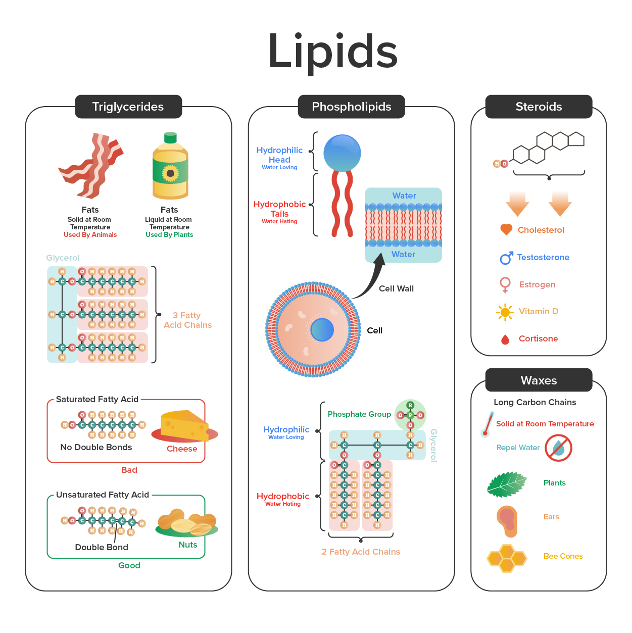 Structure and Function of Lipids Tutorial | Sophia Learning