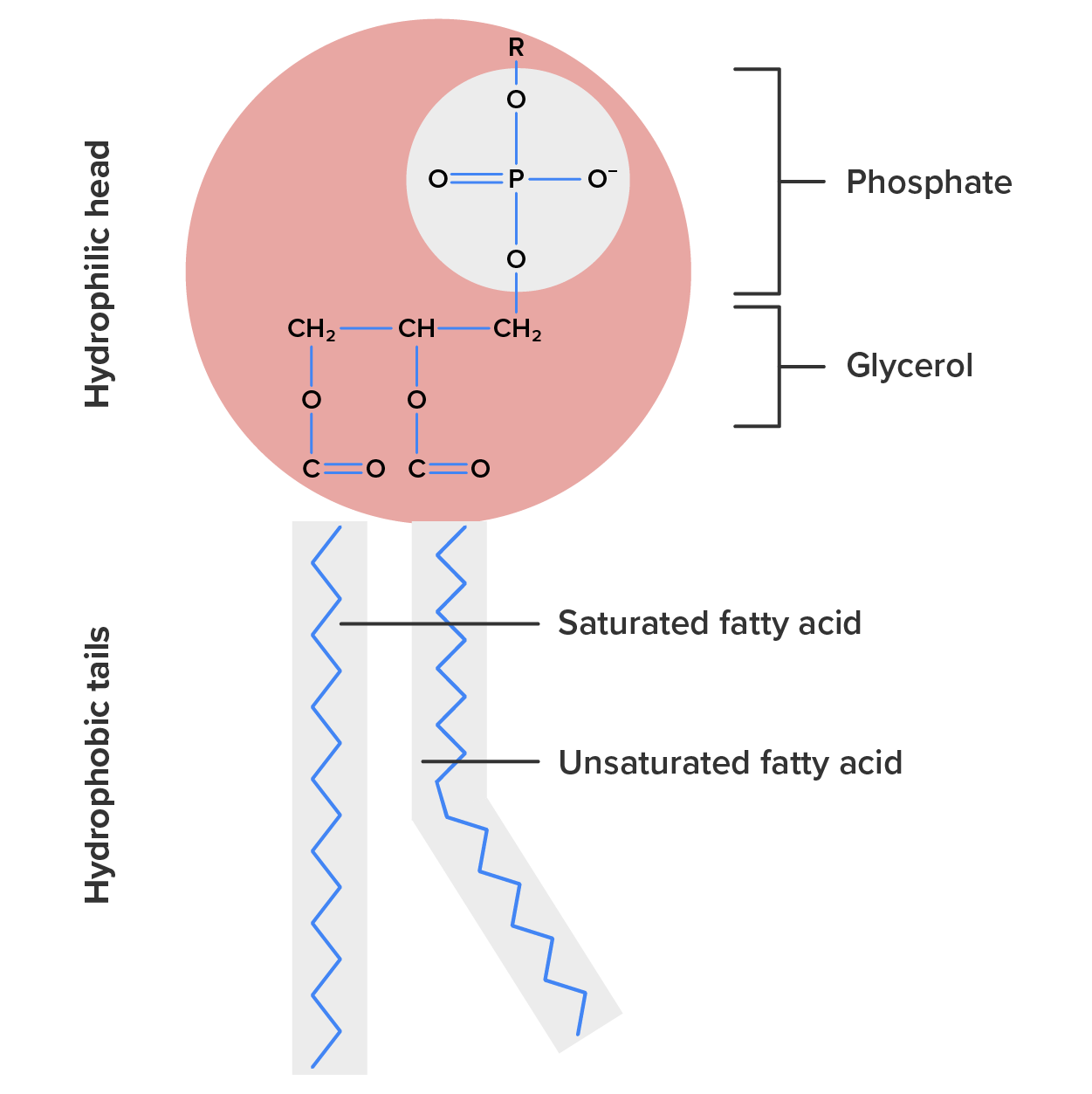 Structure and Function of Lipids Tutorial | Sophia Learning