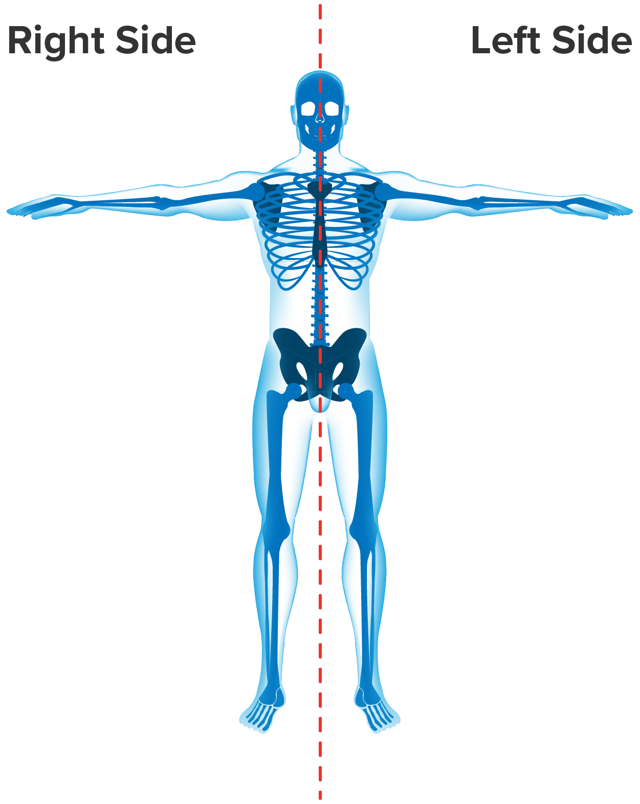 Anatomical Terminology: Positions and Sectional Anatomy Tutorial ...