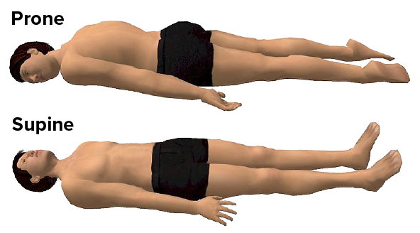 Anatomical Terminology: Positions and Sectional Anatomy Tutorial ...