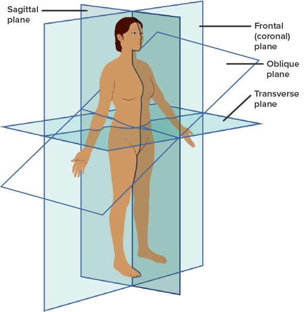 Anatomical Terminology: Positions and Sectional Anatomy Tutorial | Sophia Learning