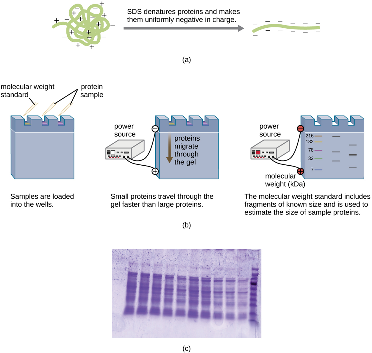 Amplifying, Visualizing, and Characterizing DNA, RNA, and Proteins ...