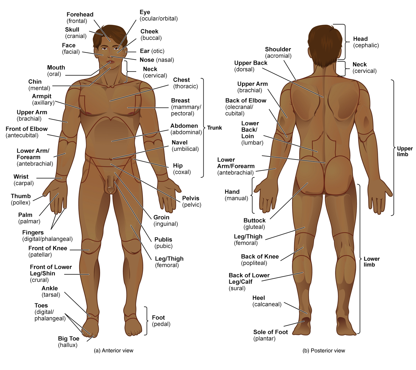 Anatomical Terminology: Positions and Sectional Anatomy Tutorial | Sophia Learning