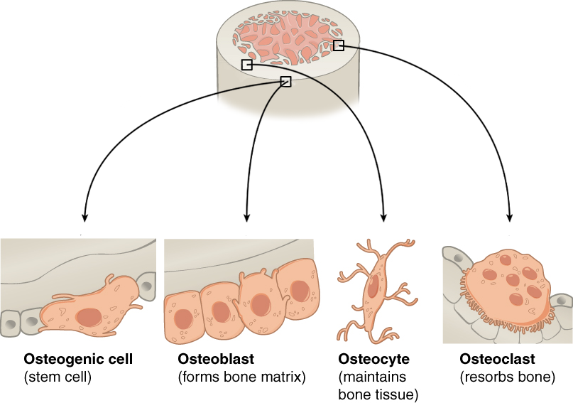 Microanatomy of Bone Tutorial | Sophia Learning