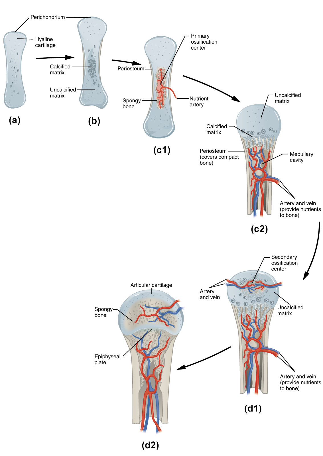 Bone Formation and Development Tutorial | Sophia Learning