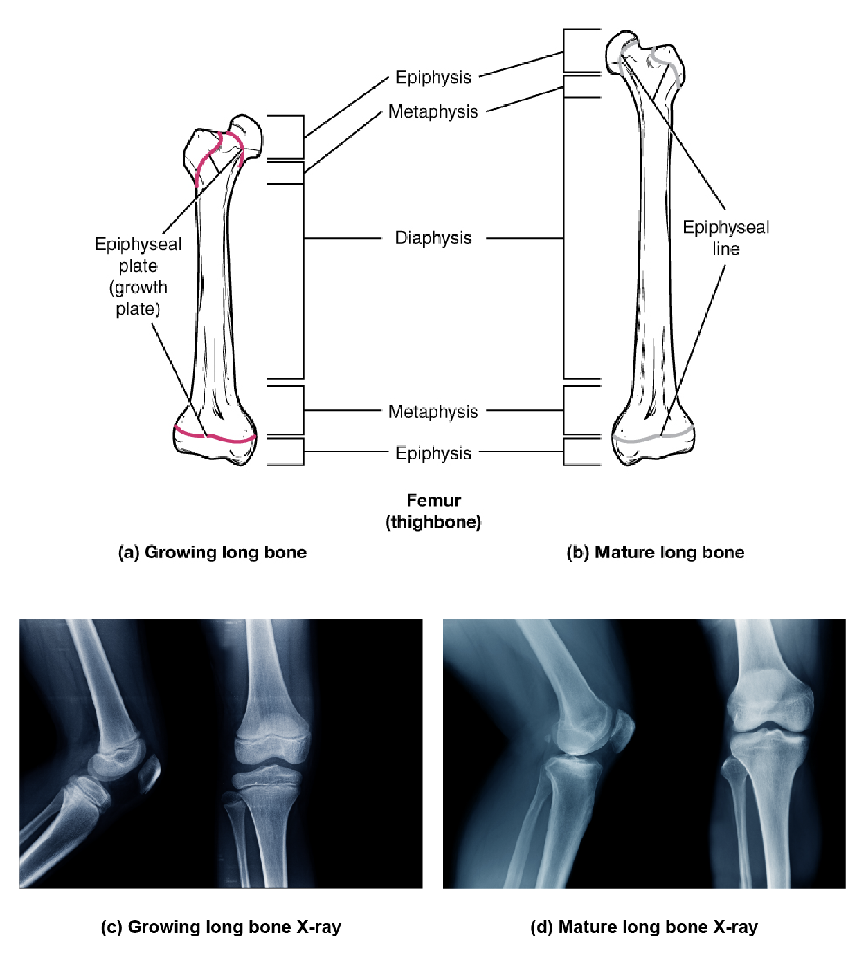Bone Formation and Development Tutorial | Sophia Learning