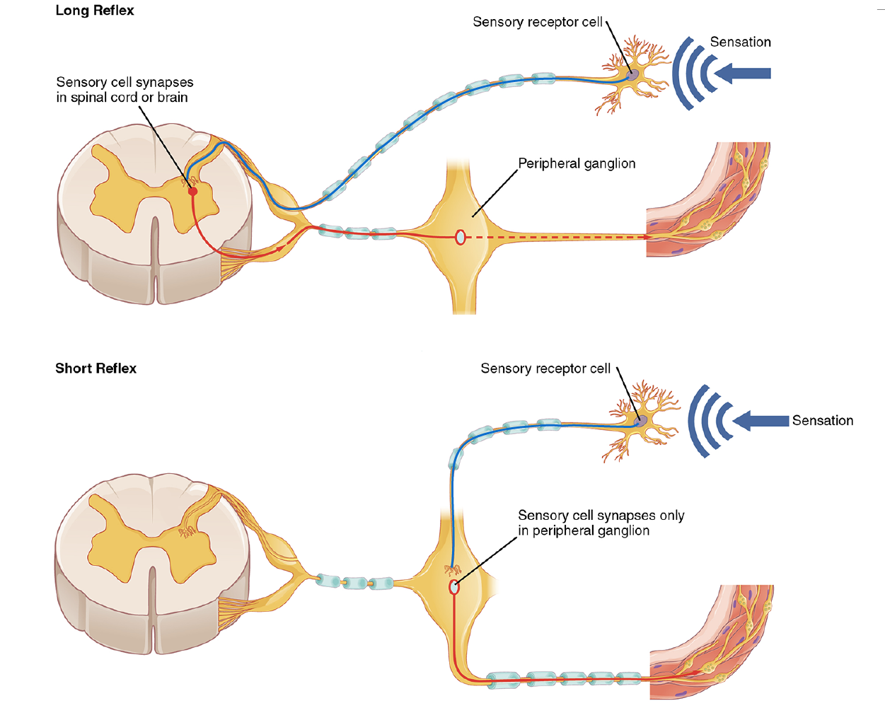 Autonomic Reflexes and Homeostasis Tutorial | Sophia Learning
