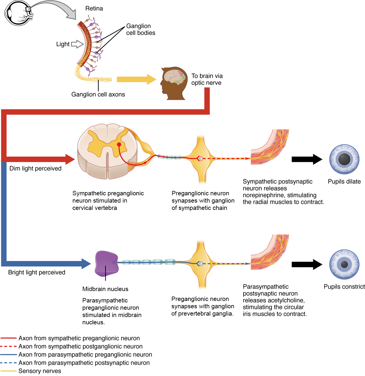 Autonomic Reflexes and Homeostasis Tutorial | Sophia Learning