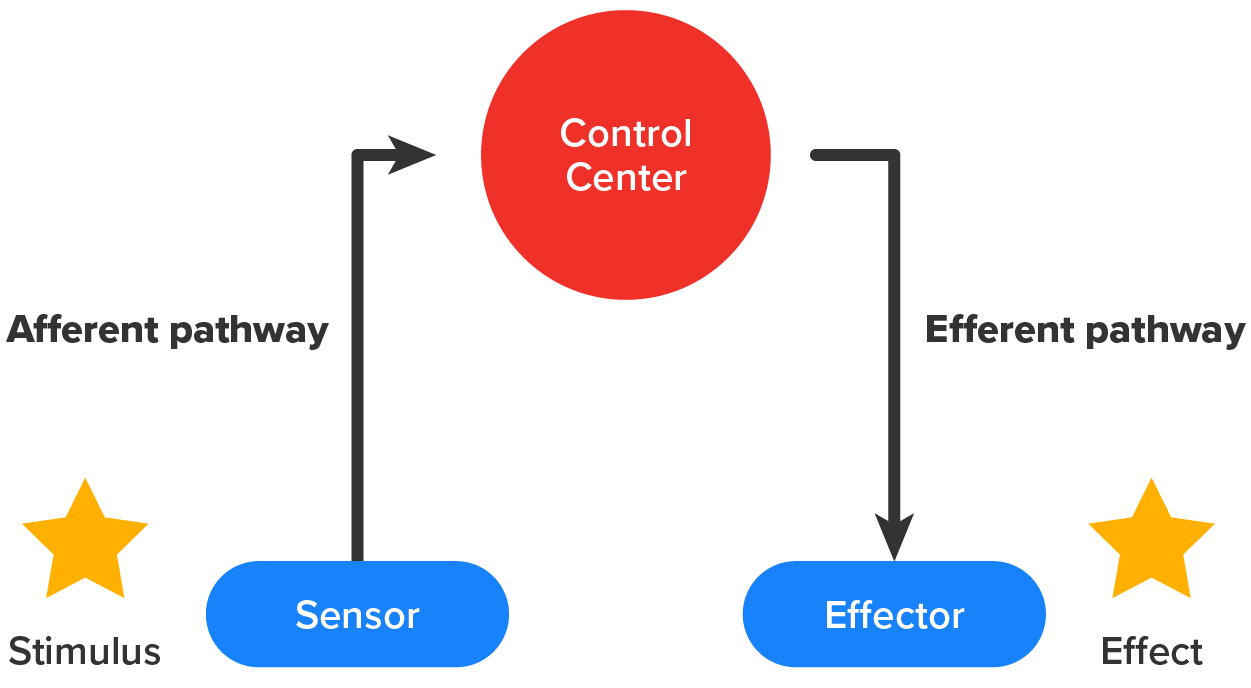 Autonomic Reflexes and Homeostasis Tutorial | Sophia Learning