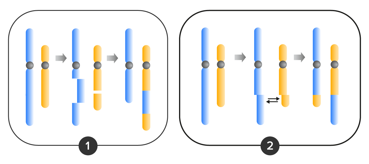 Chromosomal Abnormalities and Prenatal Testing Tutorial | Sophia Learning
