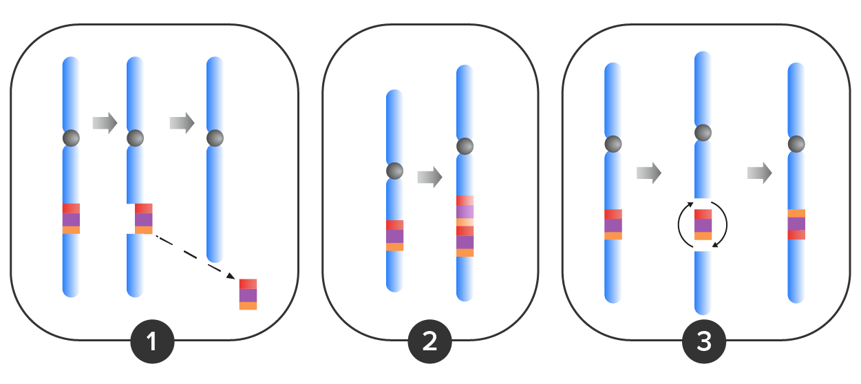 Chromosomal Abnormalities and Prenatal Testing Tutorial | Sophia Learning