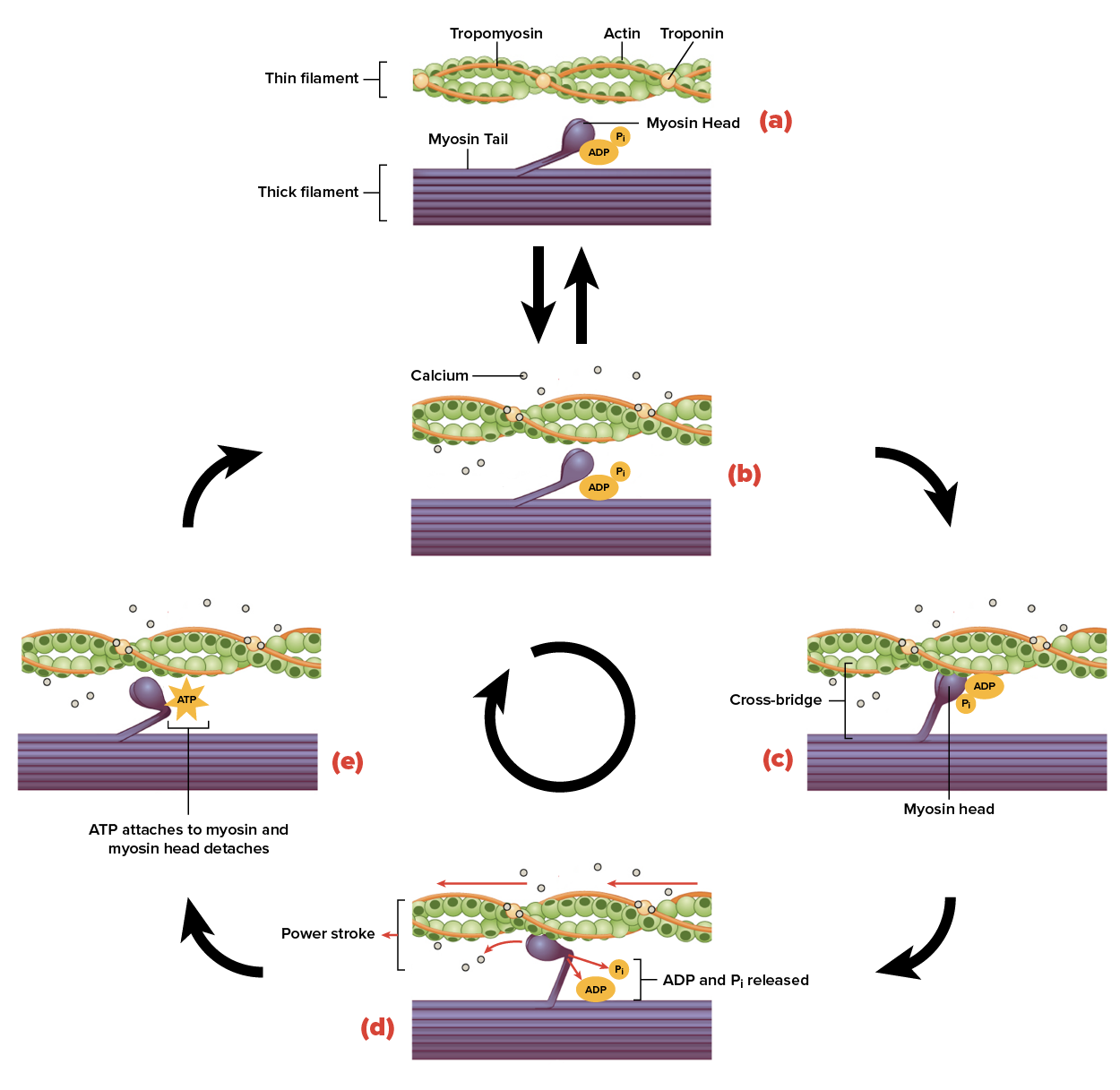 Muscle Fiber Contraction and Relaxation Tutorial | Sophia Learning