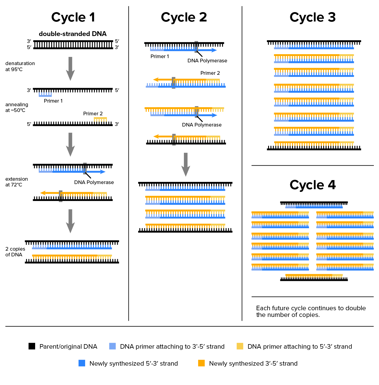 Amplifying, Visualizing, and Characterizing DNA, RNA, and Proteins Tutorial | Sophia Learning