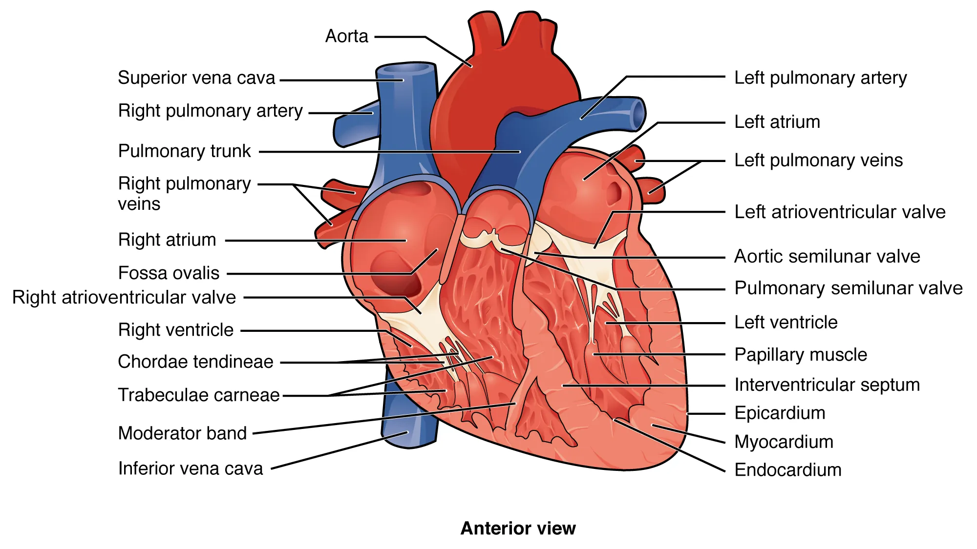 Heart Anatomy: Internal Structure and Chambers Tutorial | Sophia Learning