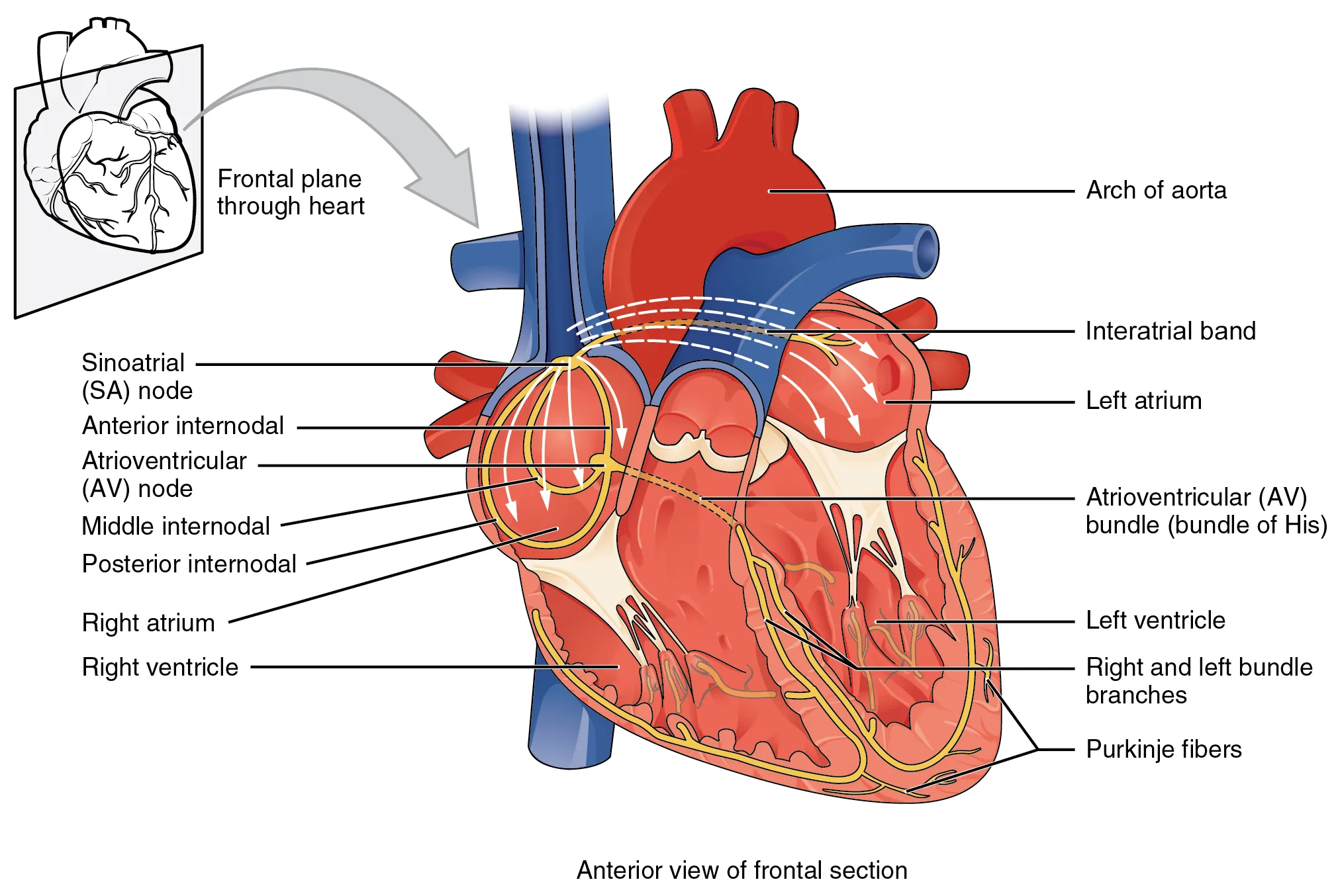 The Conduction System of the Heart Tutorial | Sophia Learning