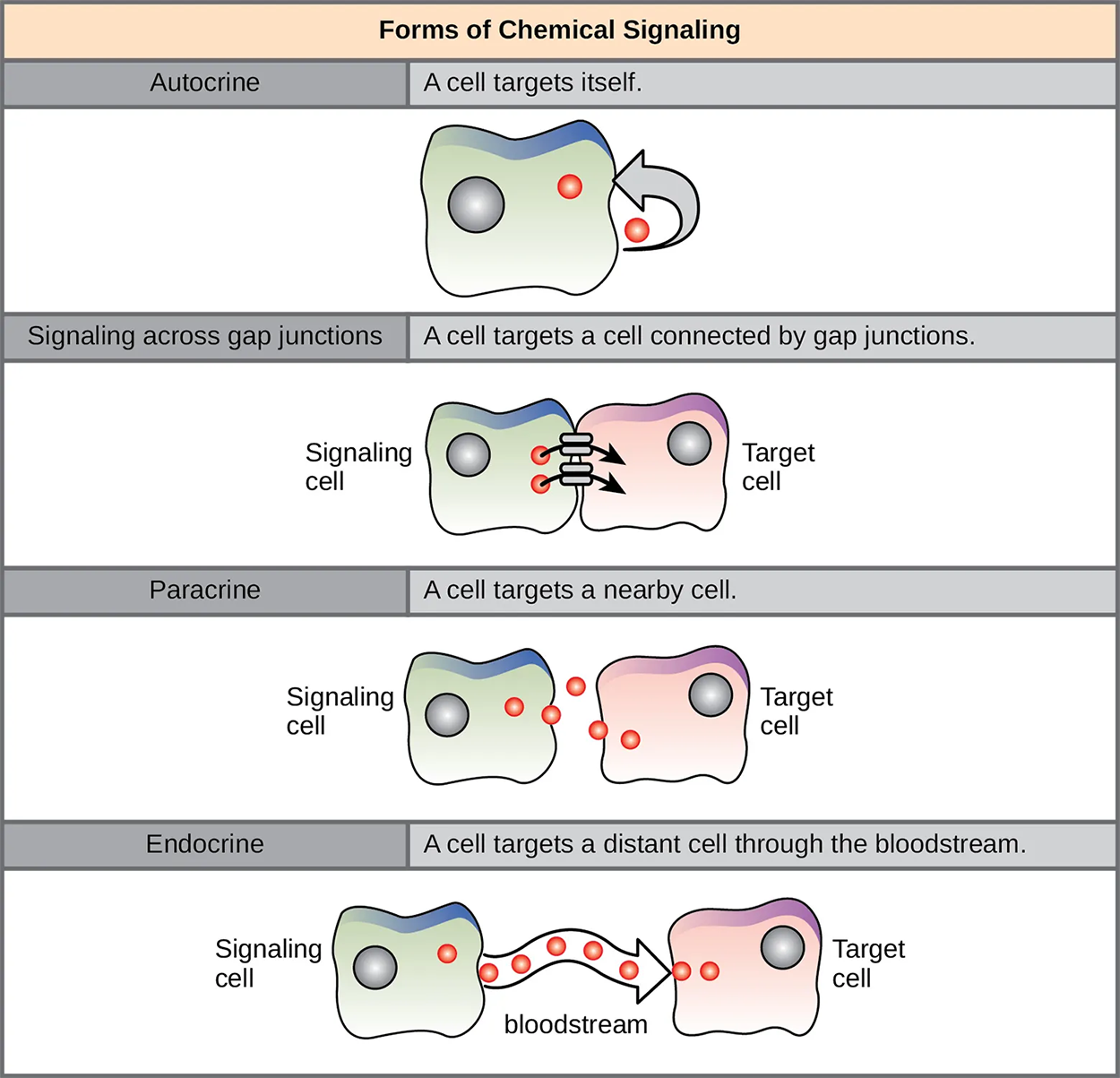 An Overview of the Endocrine System Tutorial | Sophia Learning