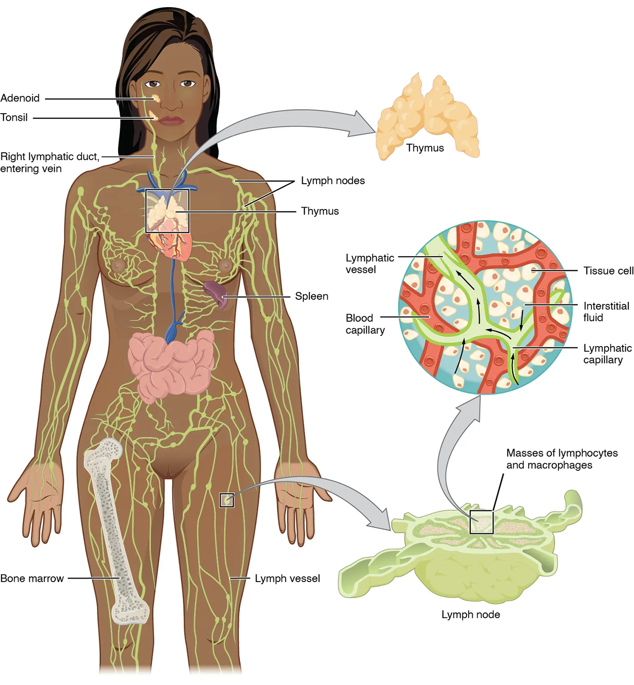 Lymphatic System: Blood Regulation Tutorial | Sophia Learning