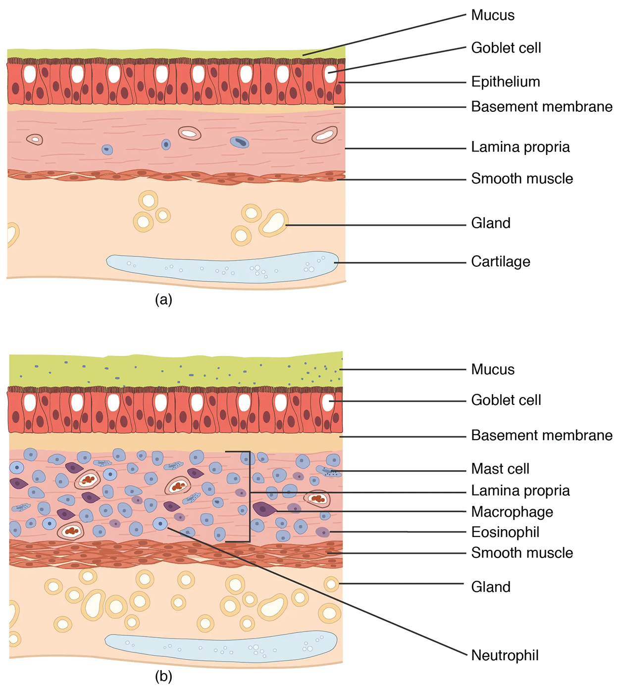 Lower Respiratory Tract: Respiratory Zone Tutorial | Sophia Learning
