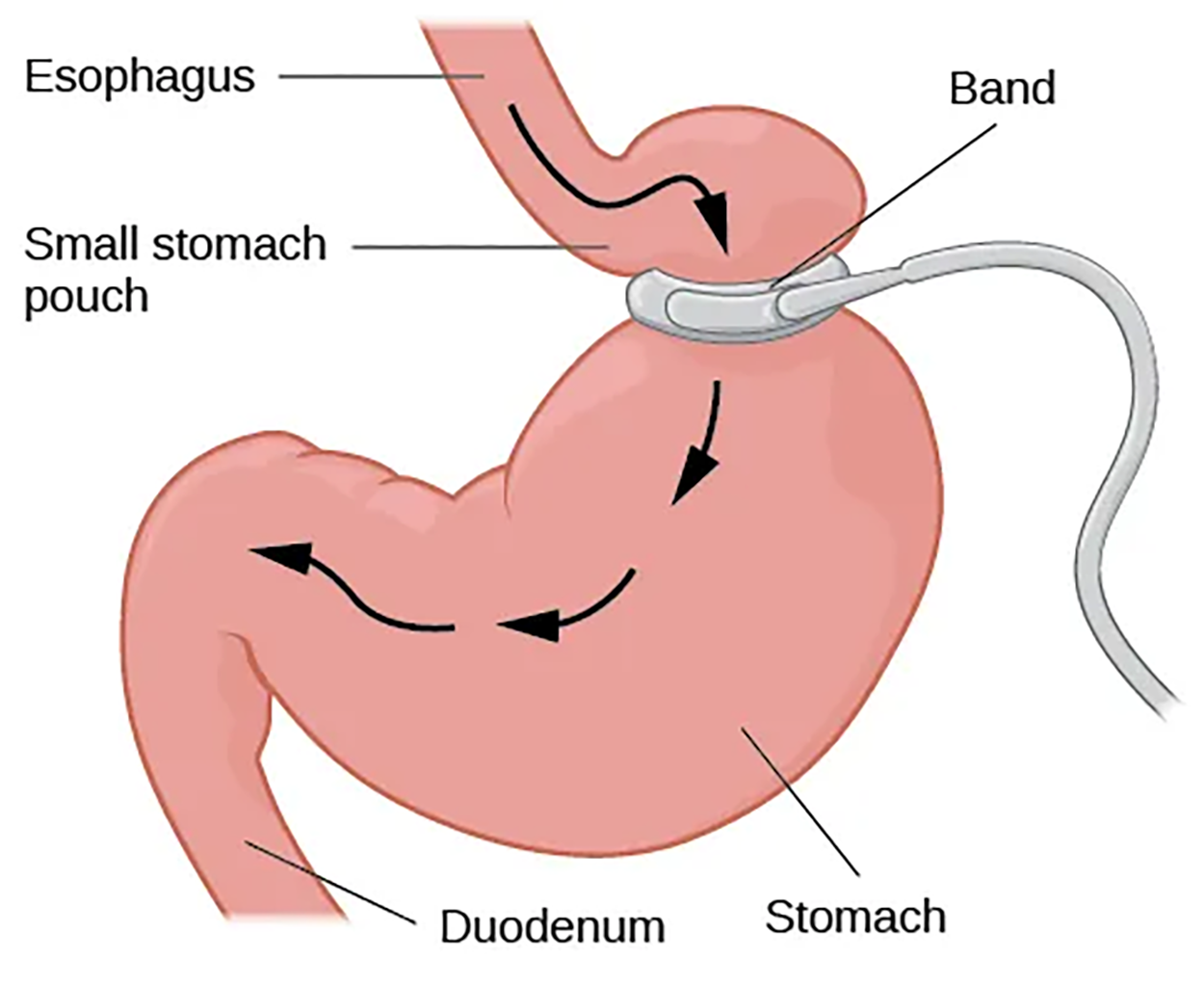 Physiology of the Stomach Tutorial | Sophia Learning
