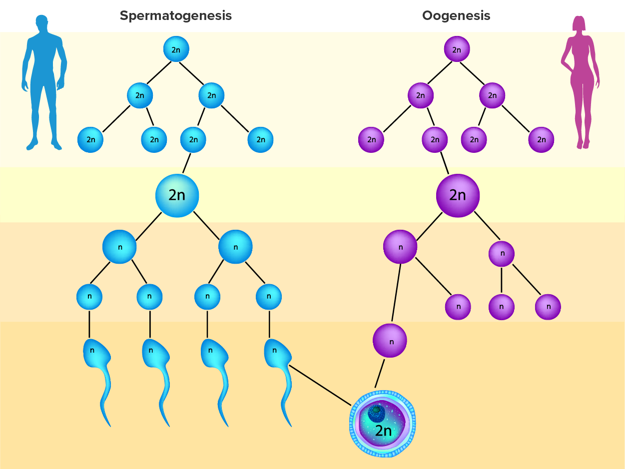 The Female Reproductive Cycle: Oogenesis Tutorial | Sophia Learning