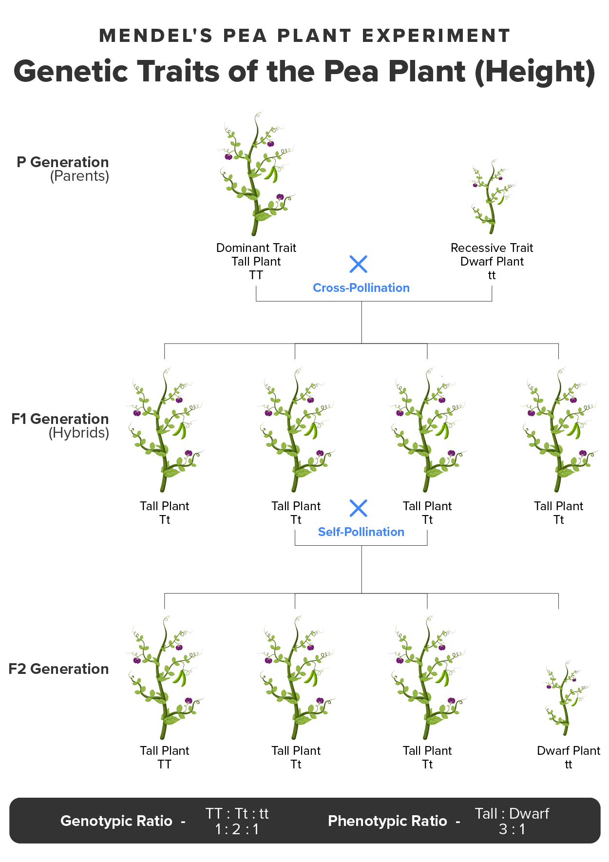 Mendel's Theory of Inheritance Tutorial | Sophia Learning