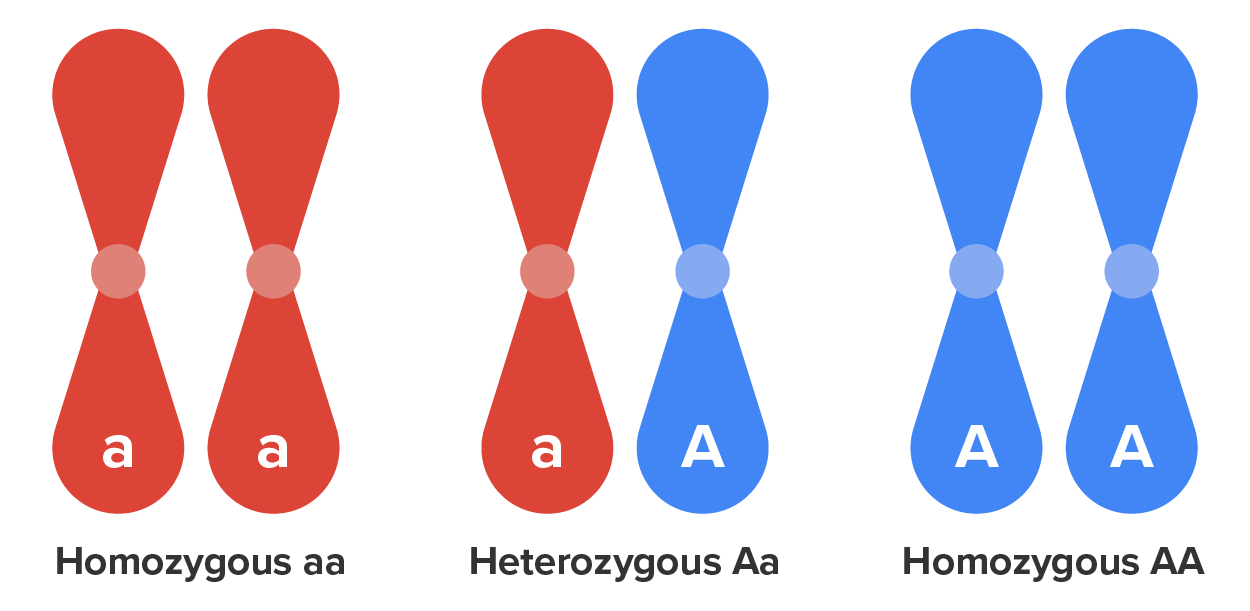 Mendel's Theory of Inheritance Tutorial | Sophia Learning