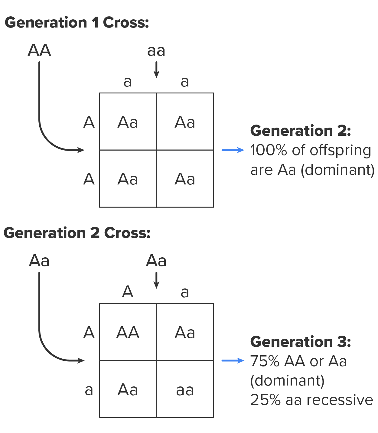 Mendel's Theory of Inheritance Tutorial | Sophia Learning