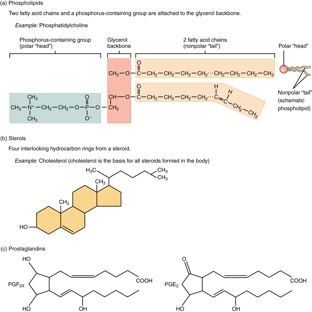 Lipids Tutorial | Sophia Learning