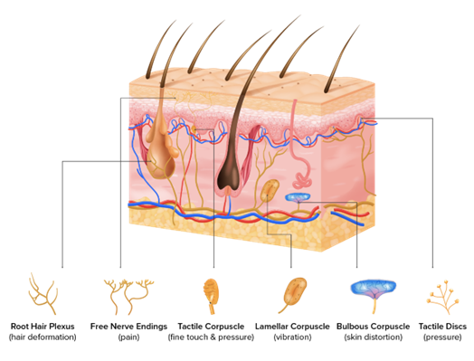 The Integumentary (Skin) System Tutorial | Sophia Learning