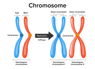 Cell Growth and Division Tutorial | Sophia Learning