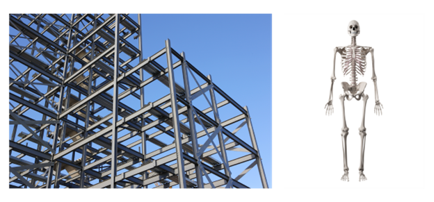 The Skeletal System Tutorial | Sophia Learning