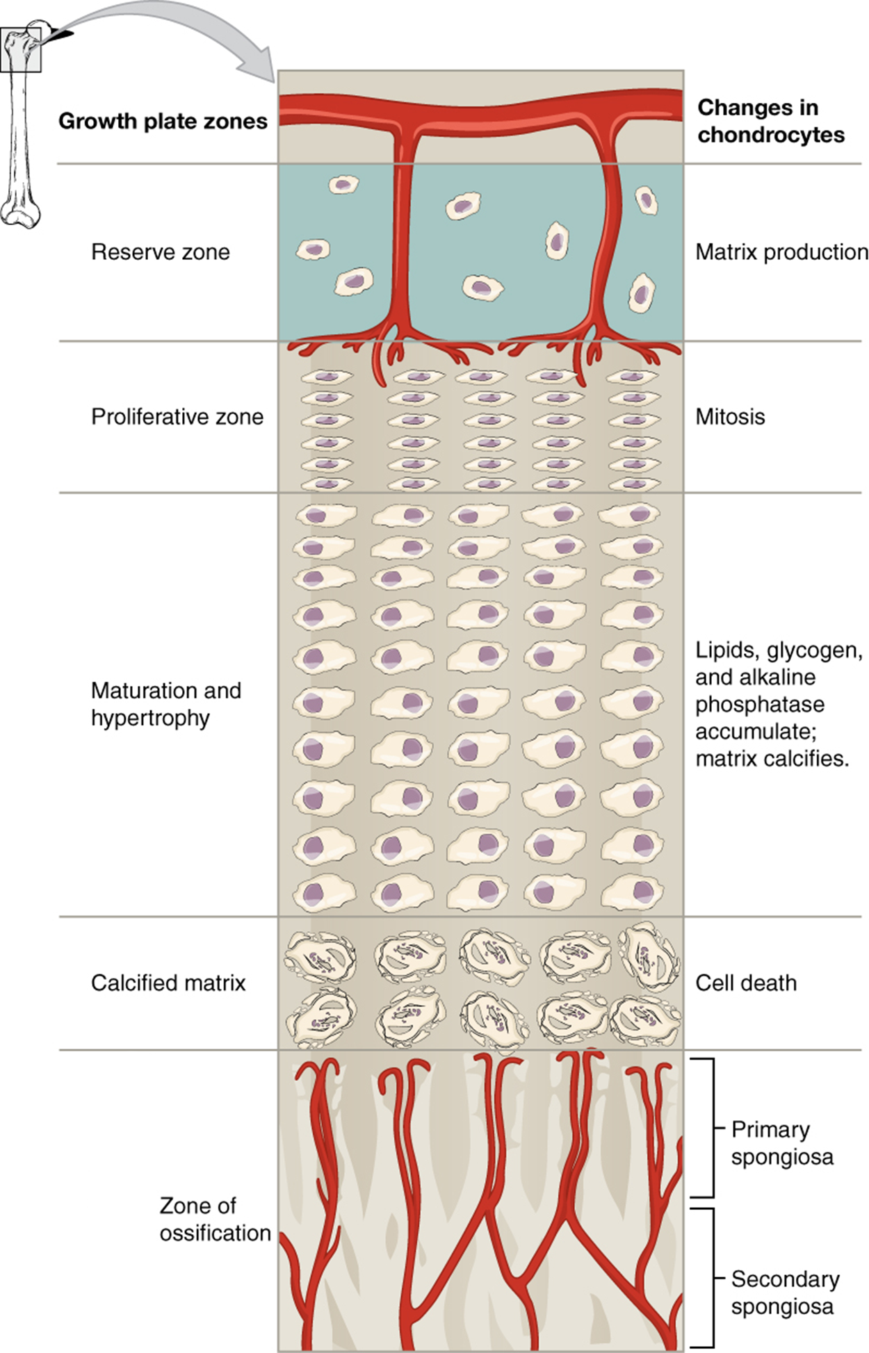 Bone Formation, Development, and Repair Tutorial | Sophia Learning