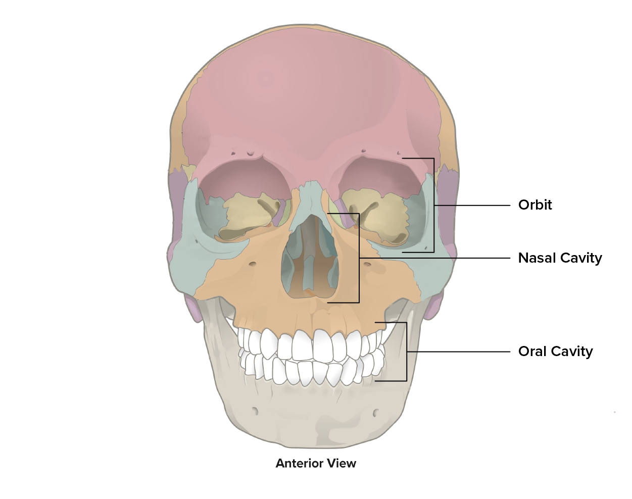 The Skeleton Tutorial | Sophia Learning