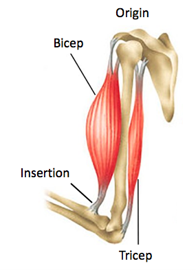 Skeletal Muscles Tutorial | Sophia Learning