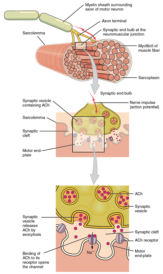 Nervous System and Contractions Tutorial | Sophia Learning