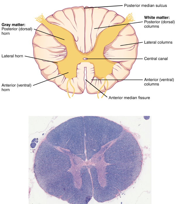Spinal Cord Tutorial | Sophia Learning