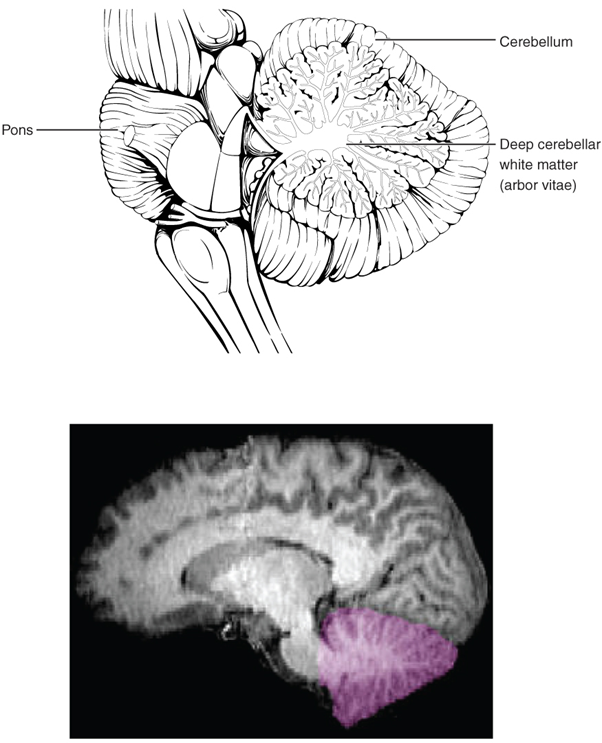 Hindbrain and Midbrain Tutorial | Sophia Learning