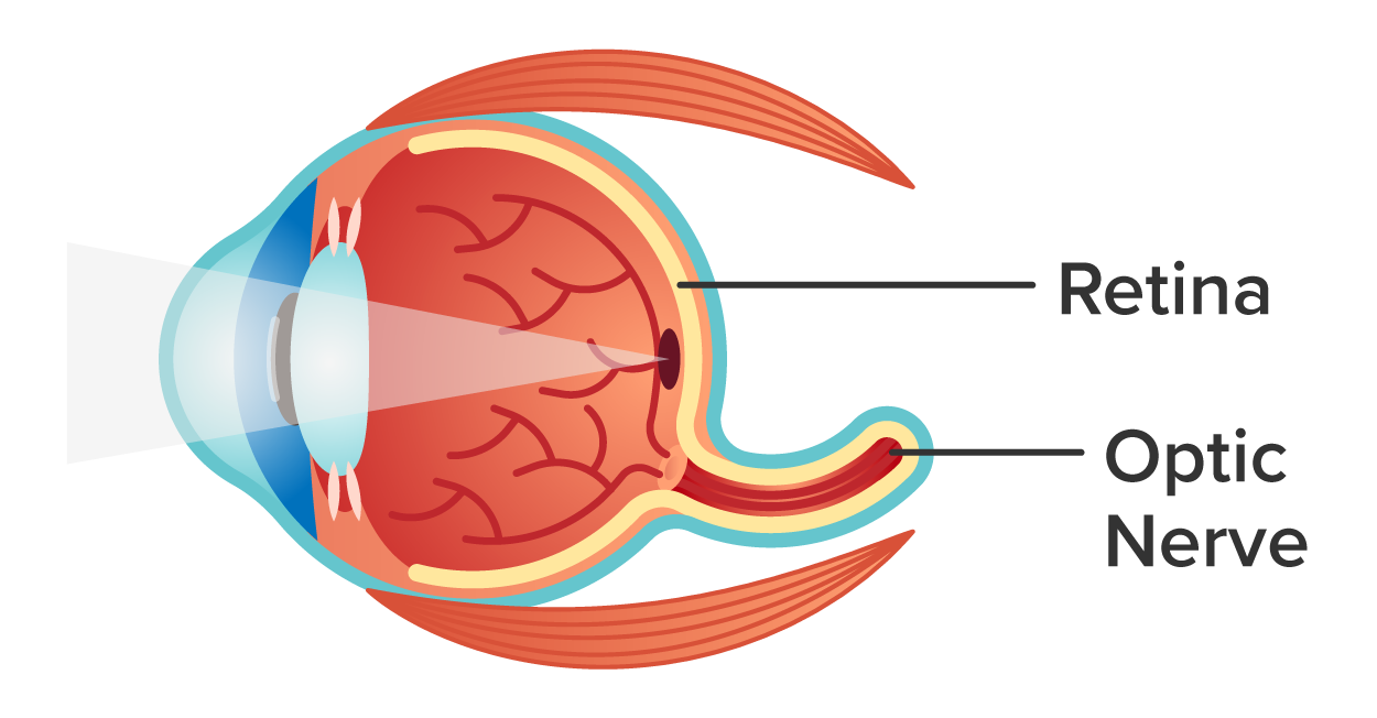 How We See Tutorial | Sophia Learning