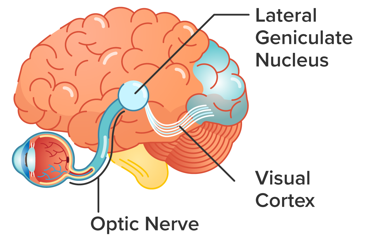 How We See Tutorial | Sophia Learning
