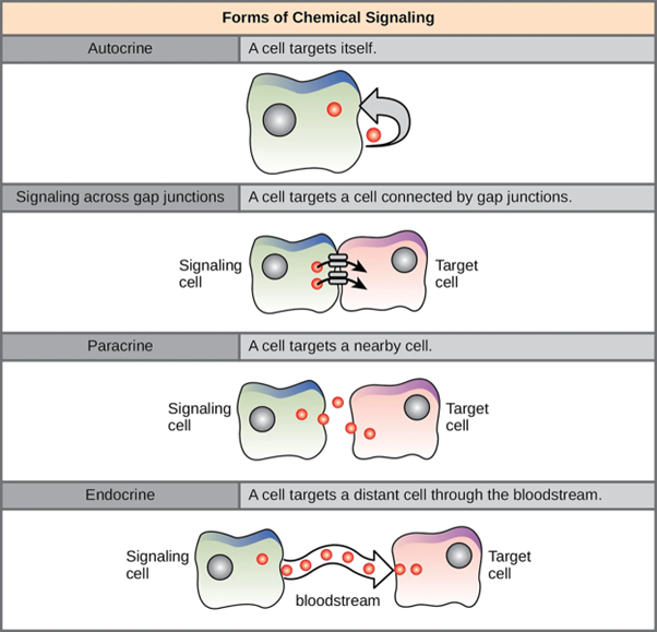 Chemical Signaling and Hormones Tutorial | Sophia Learning