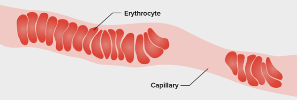 Red Blood Cells and Hemoglobin Tutorial | Sophia Learning