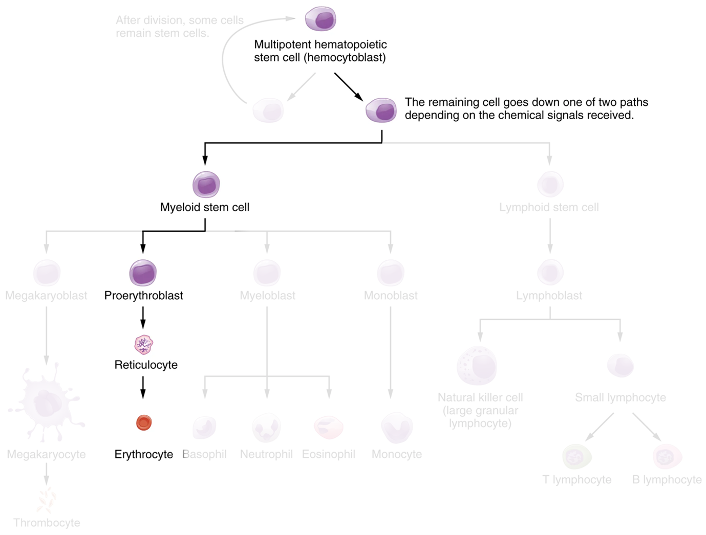 Red Blood Cells and Hemoglobin Tutorial | Sophia Learning
