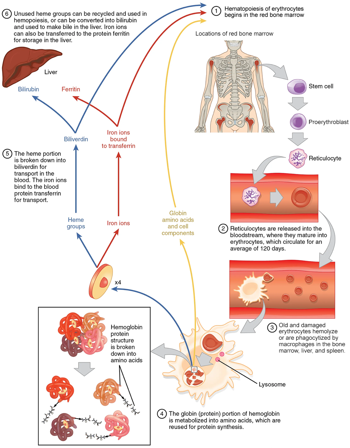 Red Blood Cells and Hemoglobin Tutorial | Sophia Learning