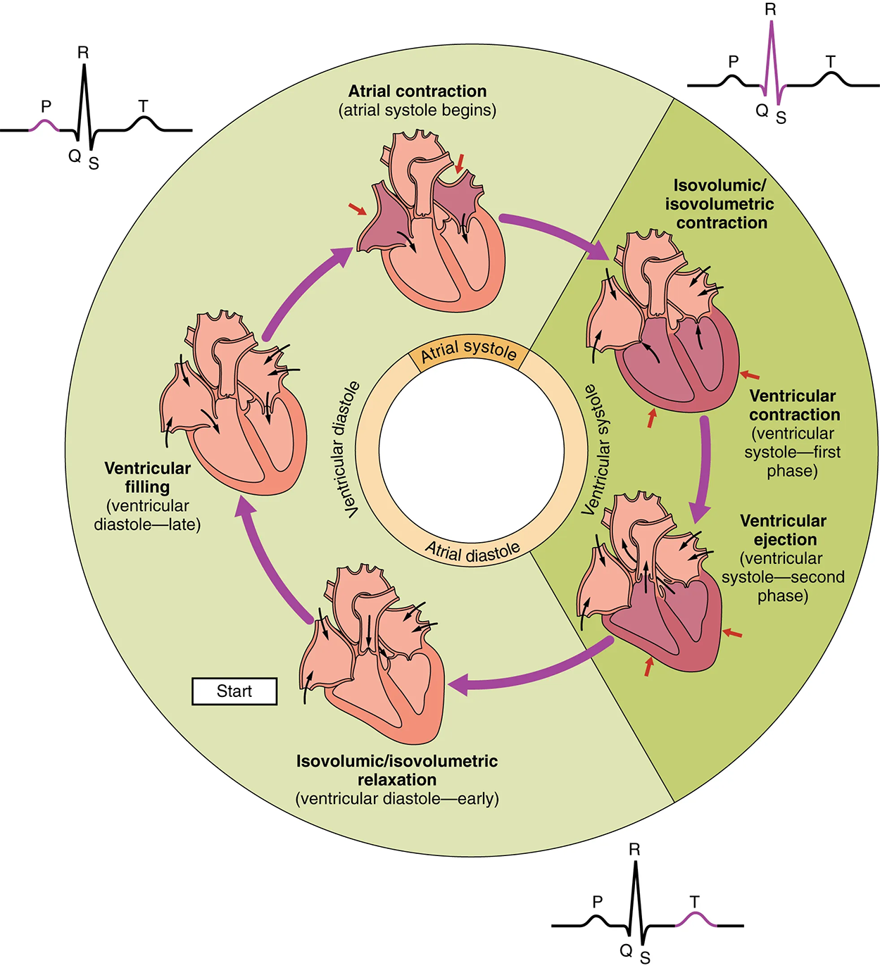 Cardiac Cycle and Cardiac Conduction System Tutorial | Sophia Learning