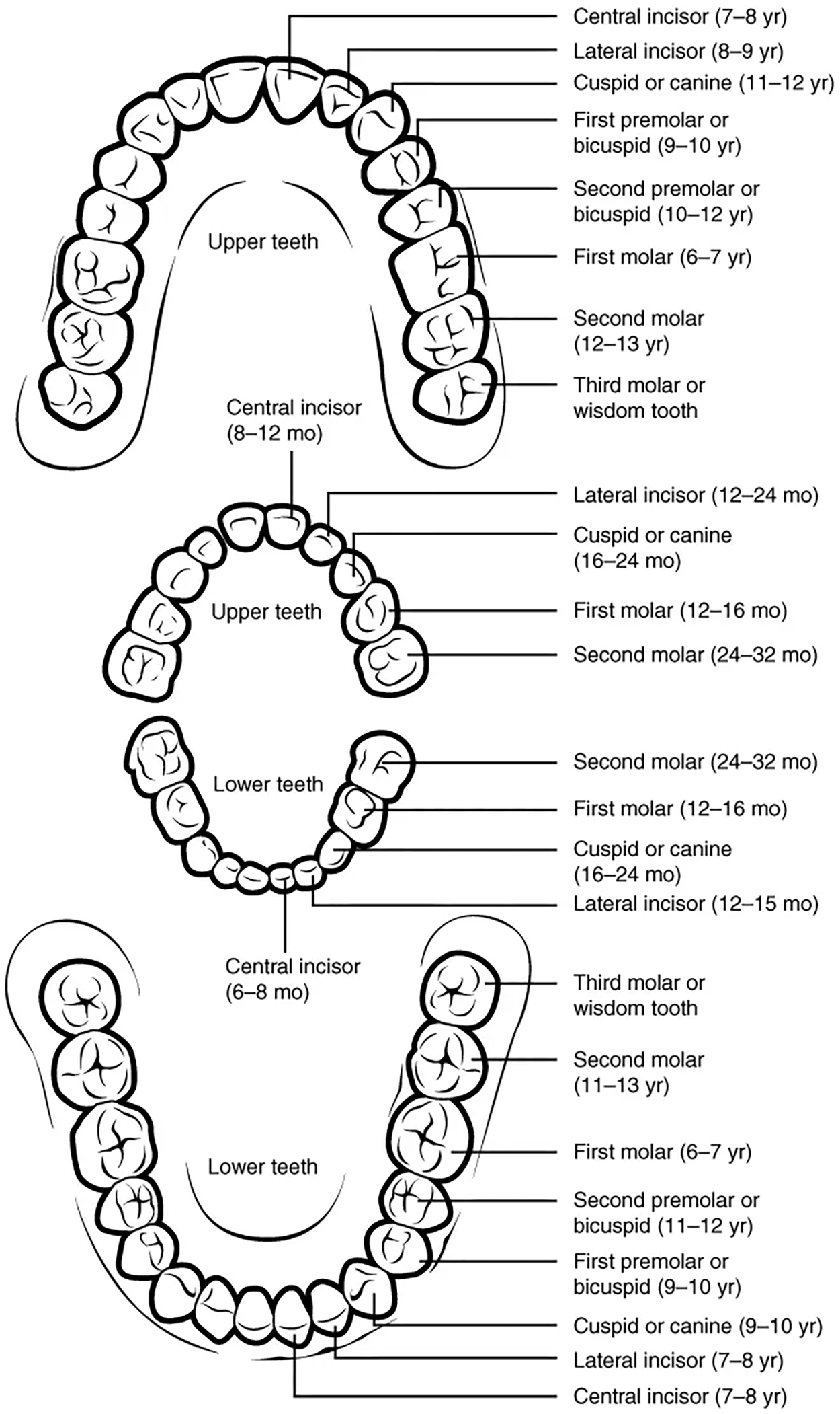 Chewing and Swallowing Tutorial | Sophia Learning