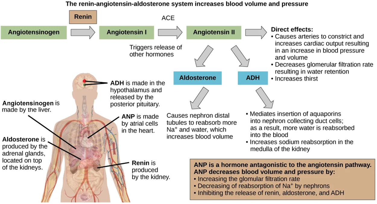 Fluid Balance and Blood Pressure Tutorial | Sophia Learning