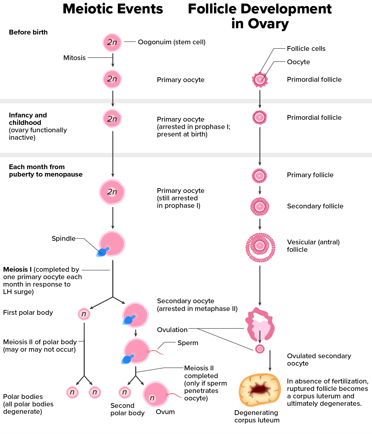Gamete Formation Tutorial | Sophia Learning