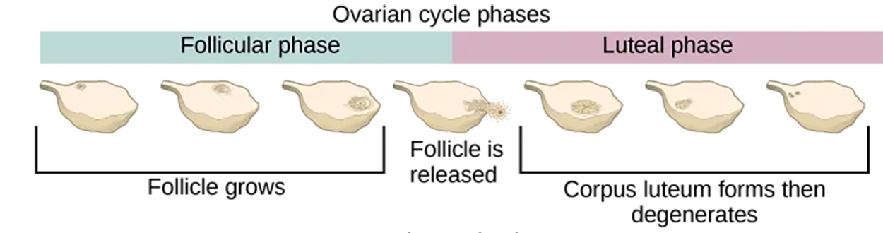 Ovarian and Uterine Cycles Tutorial | Sophia Learning