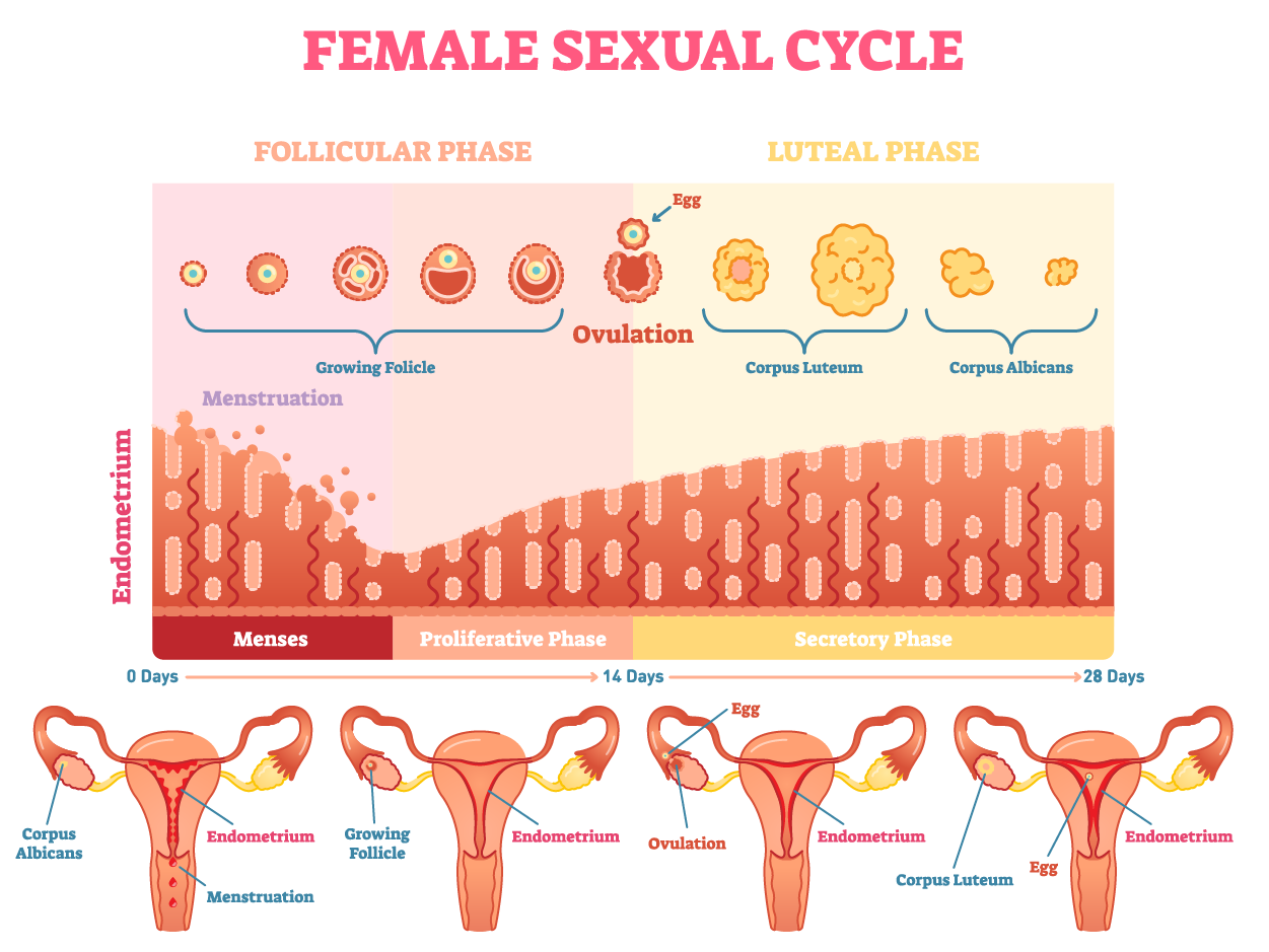 Ovarian and Uterine Cycles Tutorial | Sophia Learning